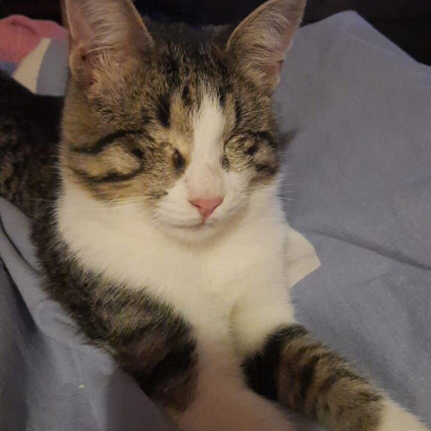 Котик в добрые руки