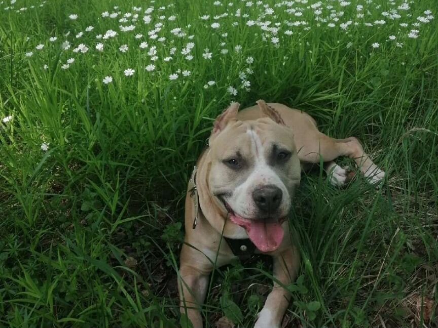 Стаффордширский терьер вязка