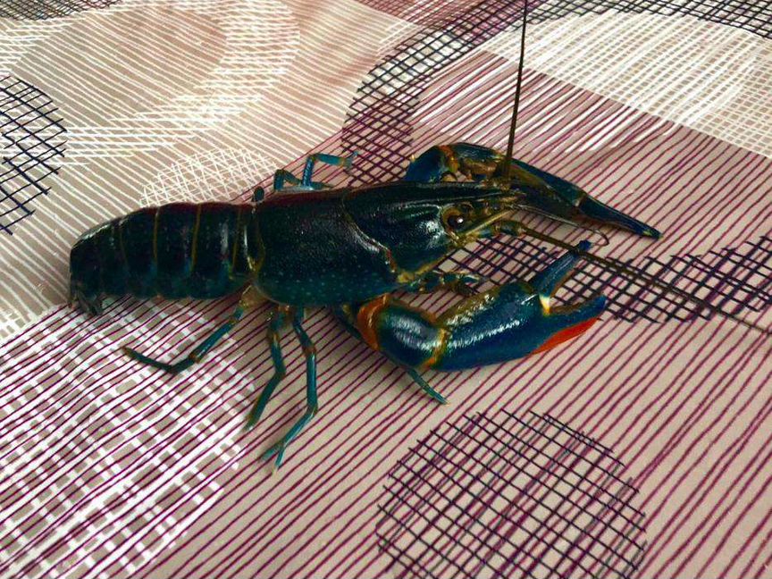 Австралийский красноклешневый рак