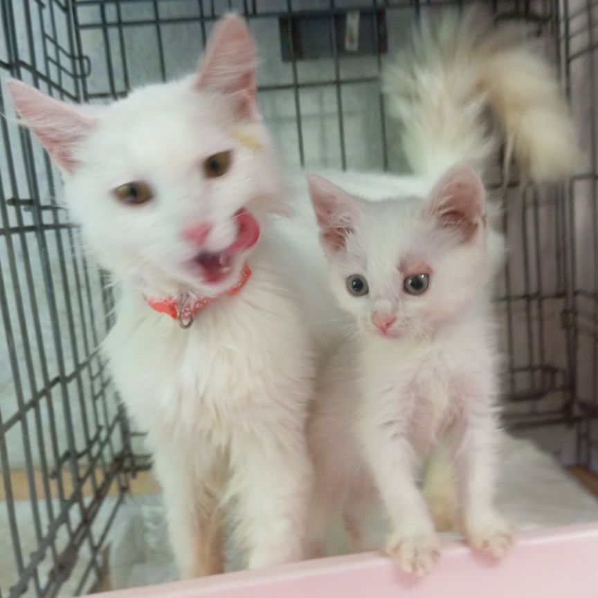 Котенок в добрые руки