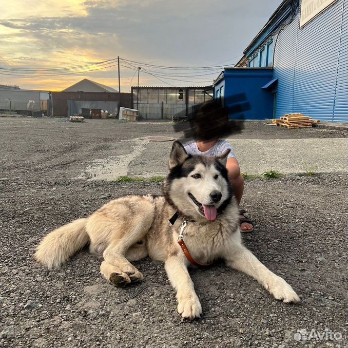 Собака Маламут/Хаски