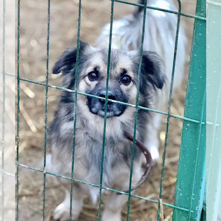 Взрослая собака в добрые руки