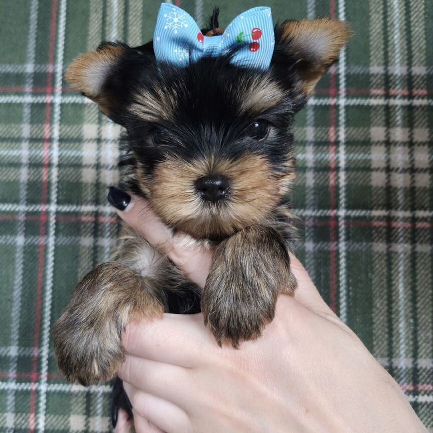 Йоркширский терьер, щенок