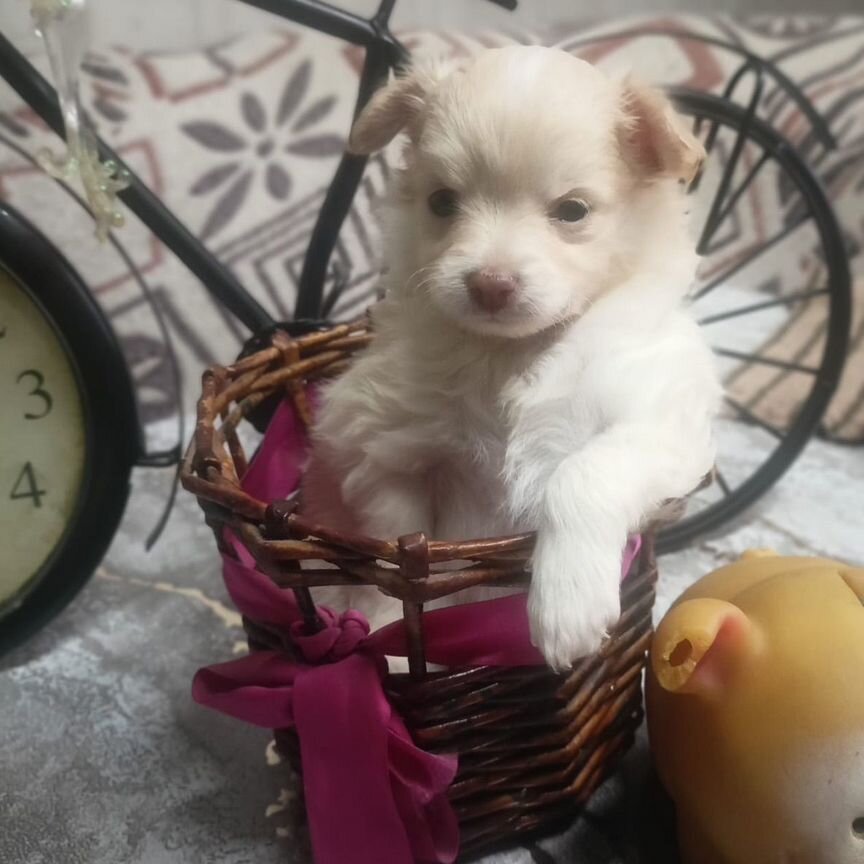 Продаю кутят