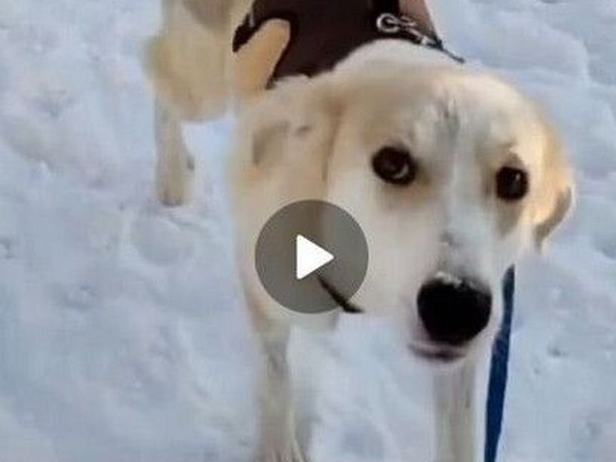 Отдам бесплатно собачку