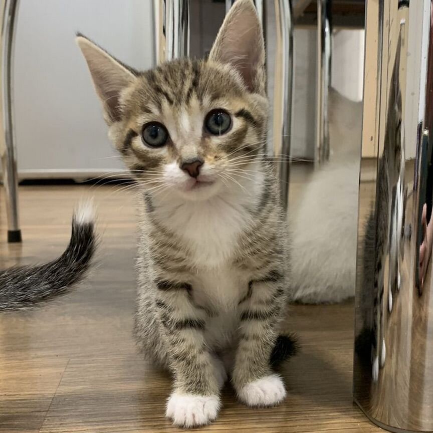 Котёнок в добрые руки