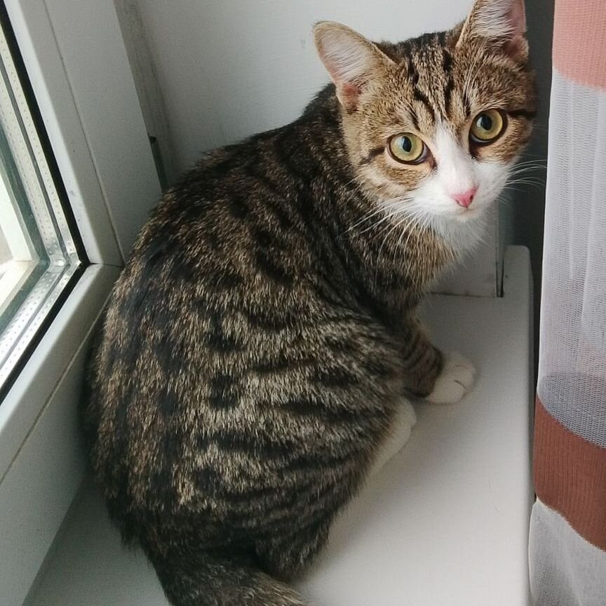 Европейский короткошёрстный котёнок