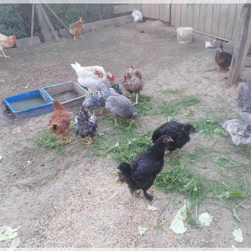 Петухи домашние