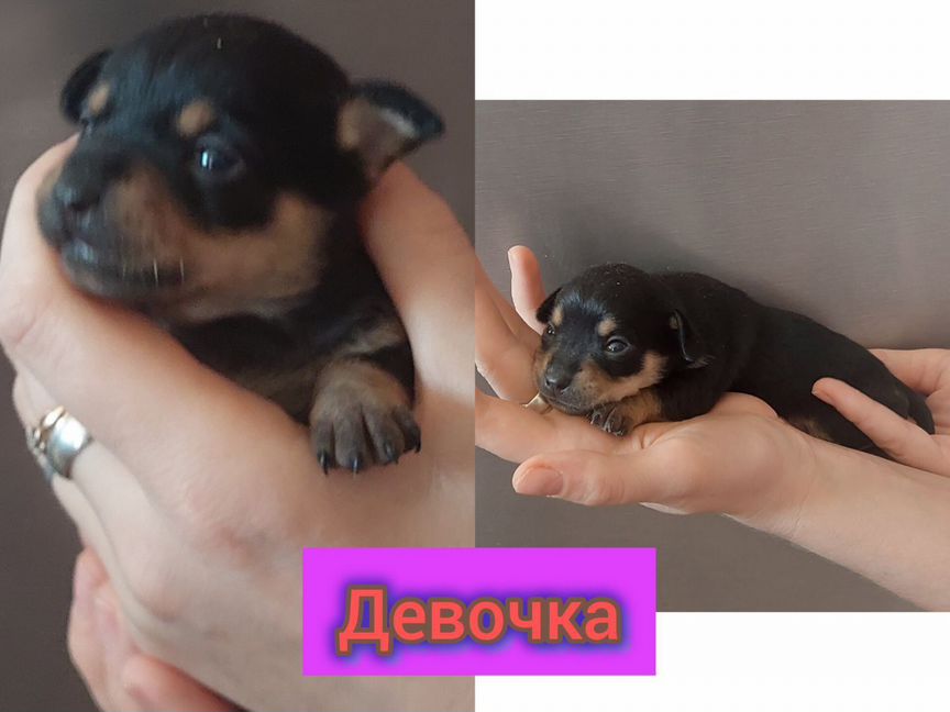 Щеночки Той-терьерчики