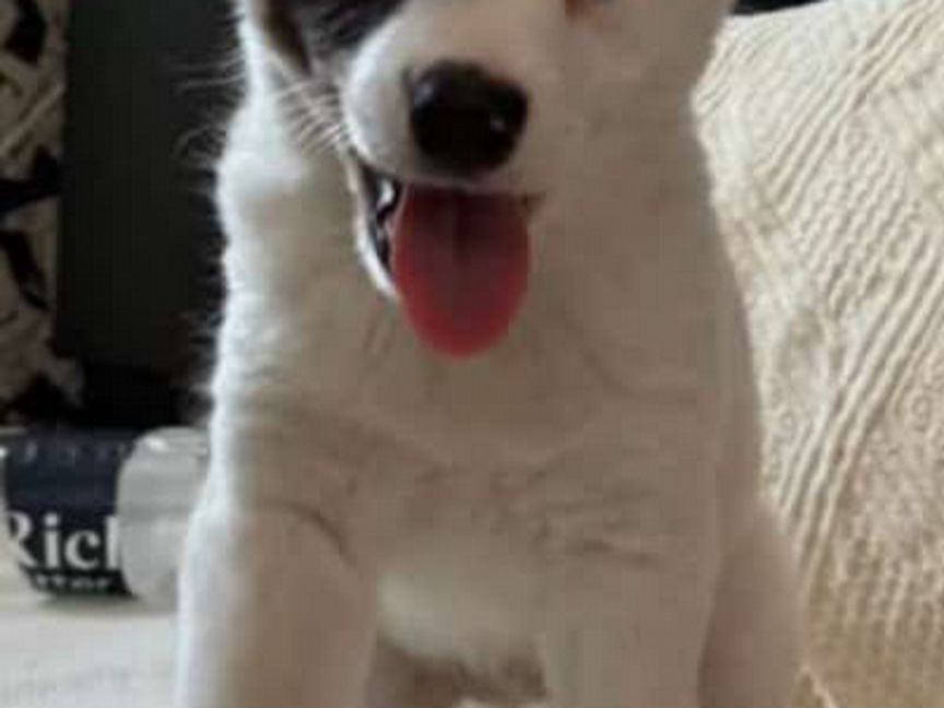 Снежка осталась одна