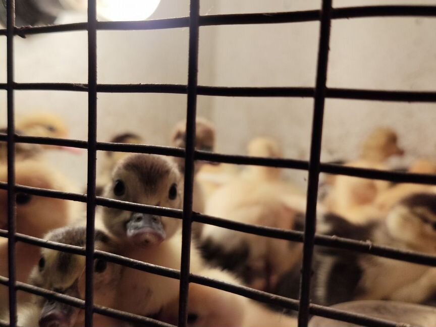 Индоутки, гусята