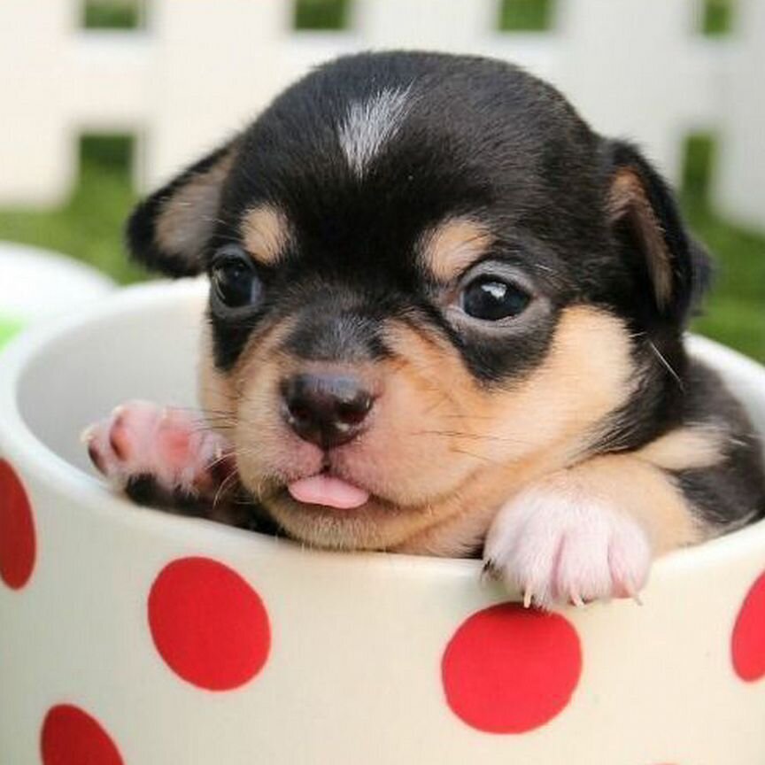 Щенок в добрые руки