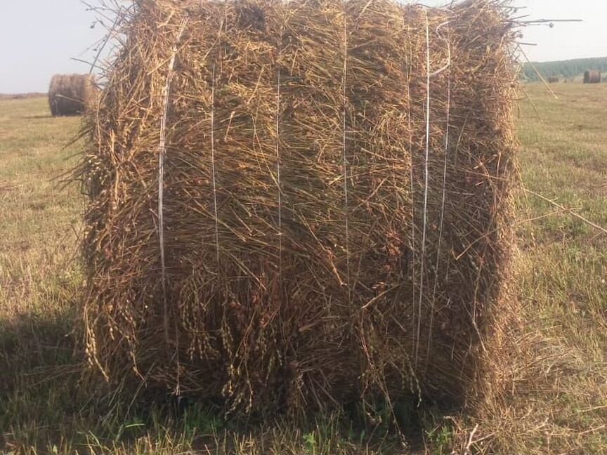 Сено. Урожай 2023