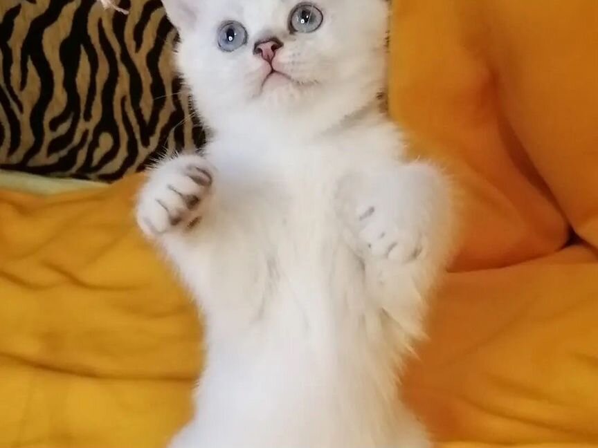 Британский котёнок Плюш