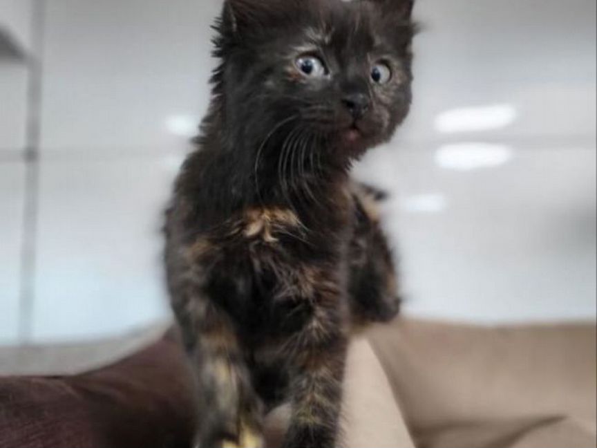 Котёнок
