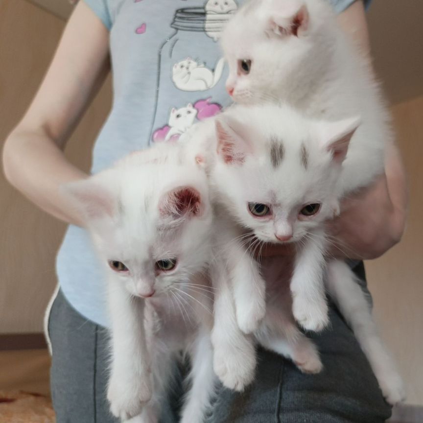 Отдам котят бесплатно в добрые руки