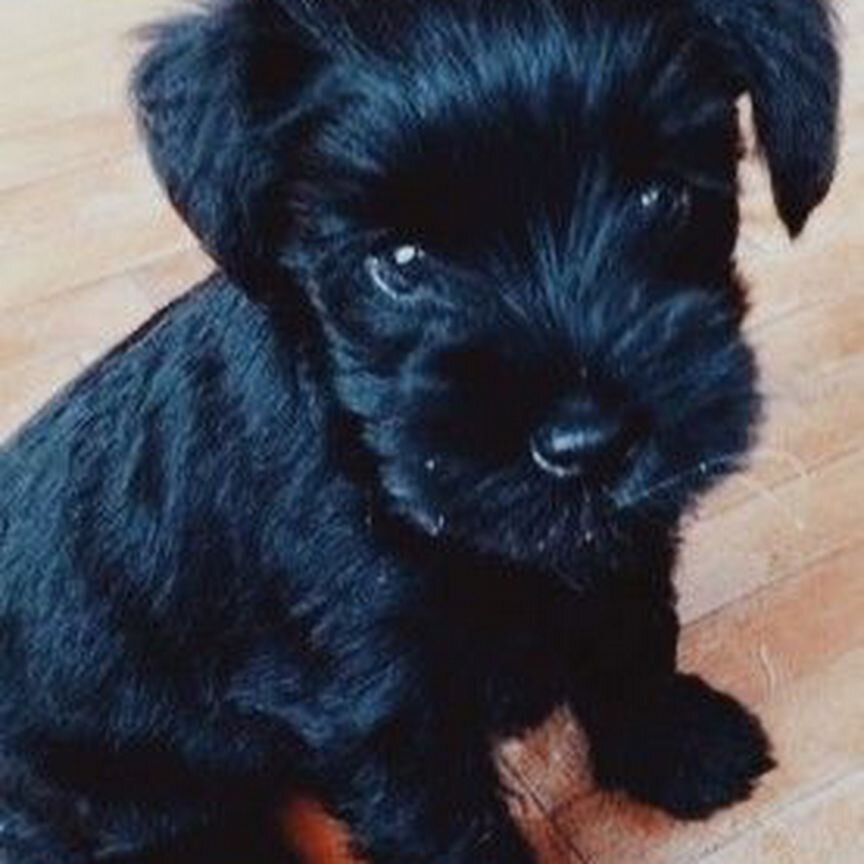 Мальчик цвергшнауцер