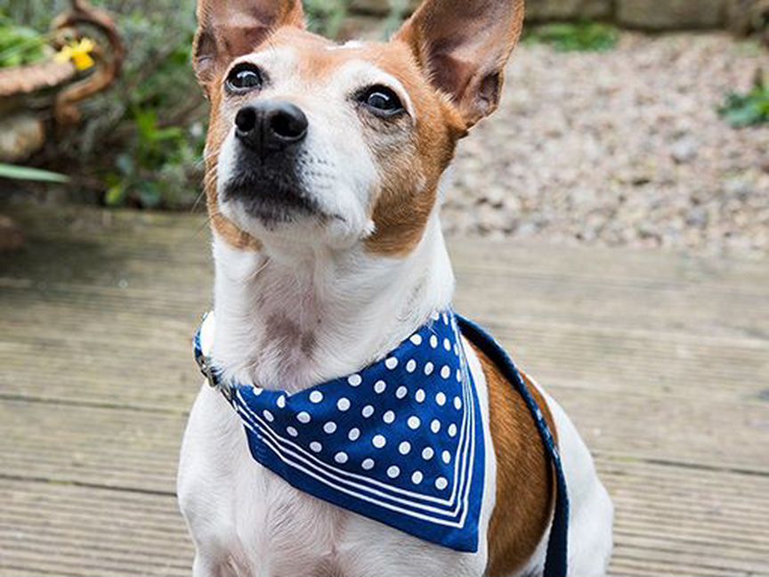Бандана - платок для собак и кошек