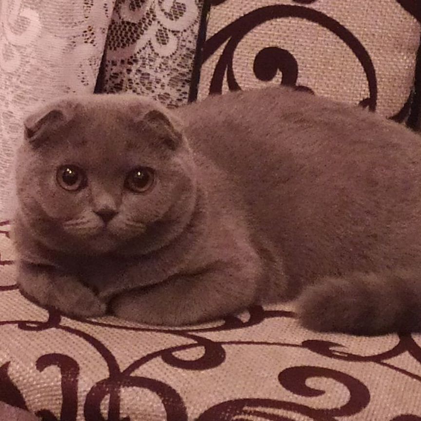 Шотландская вислоухая кошка