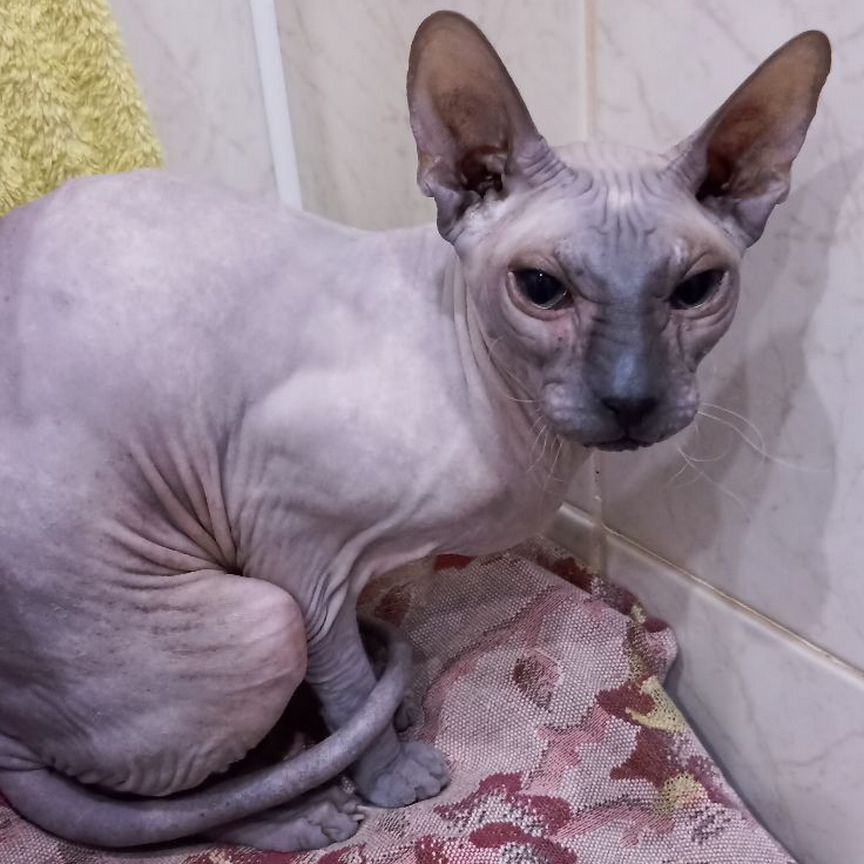 Донской сфинкс