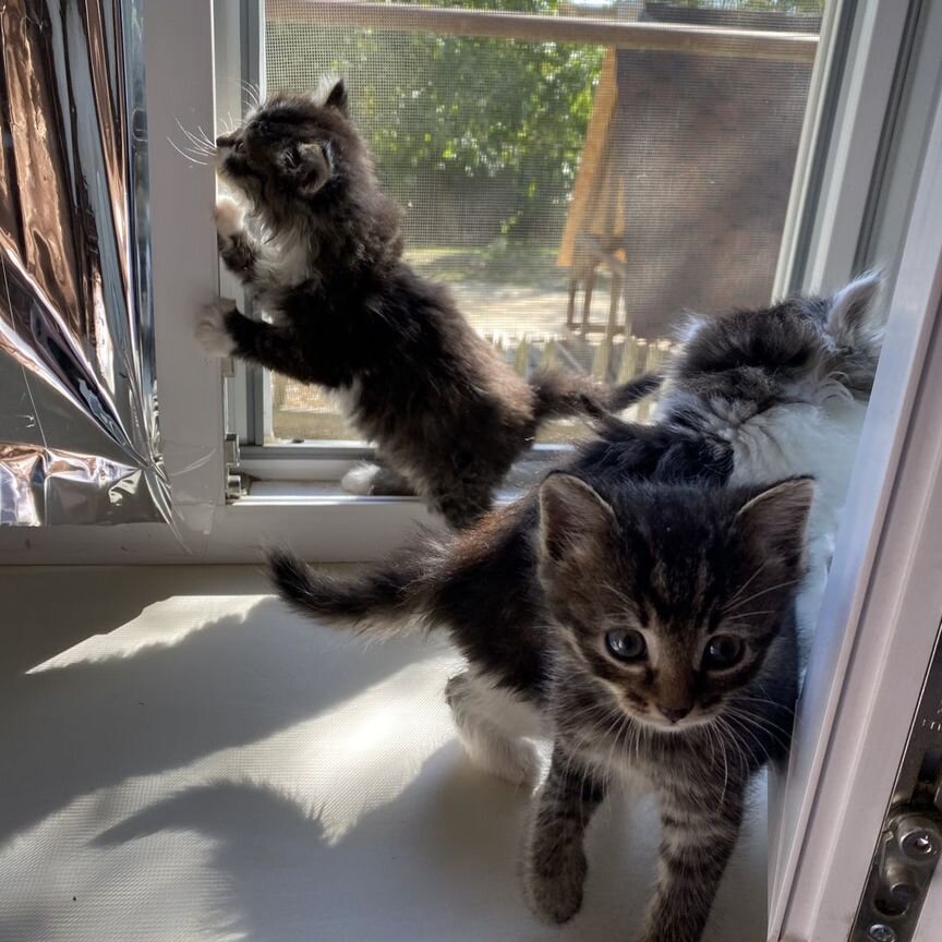 Котята в добрые руки