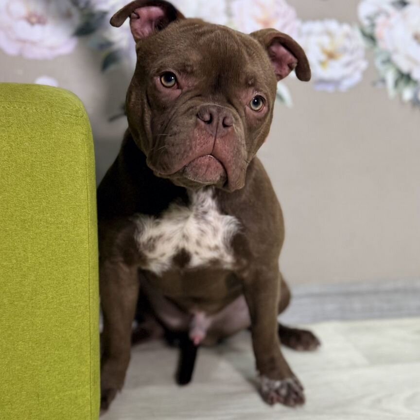 Американский булли, щенок