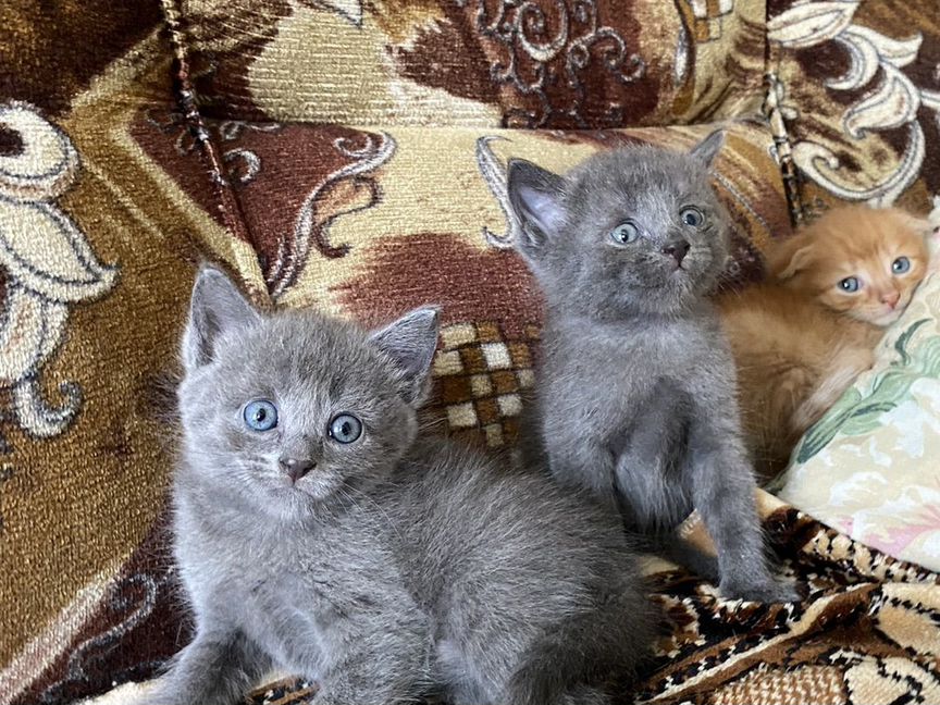 Вислоухие котята в добрые руки