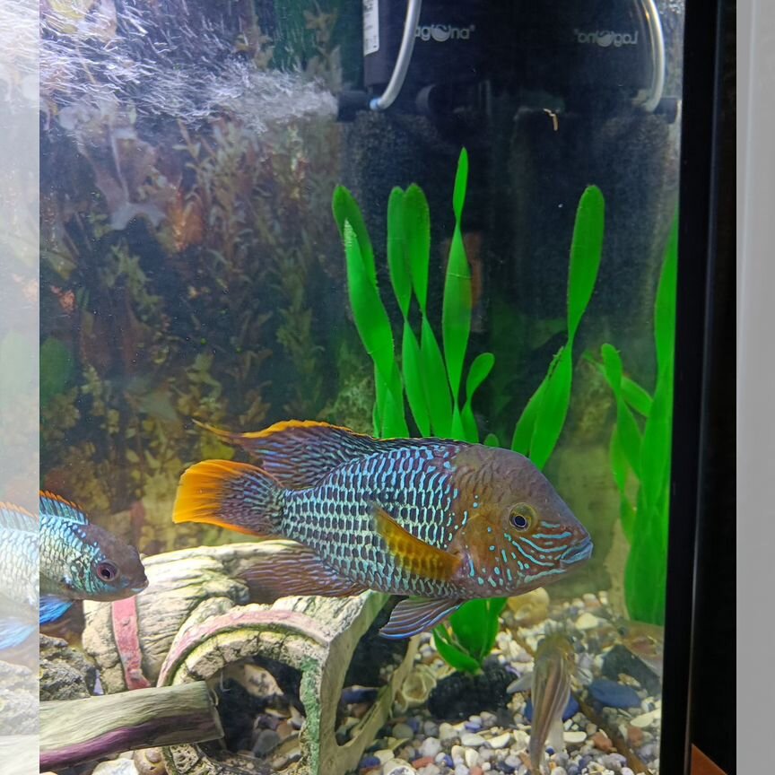 Паку и акара бирюзовая