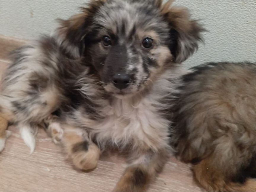 Щенки из Белгорода