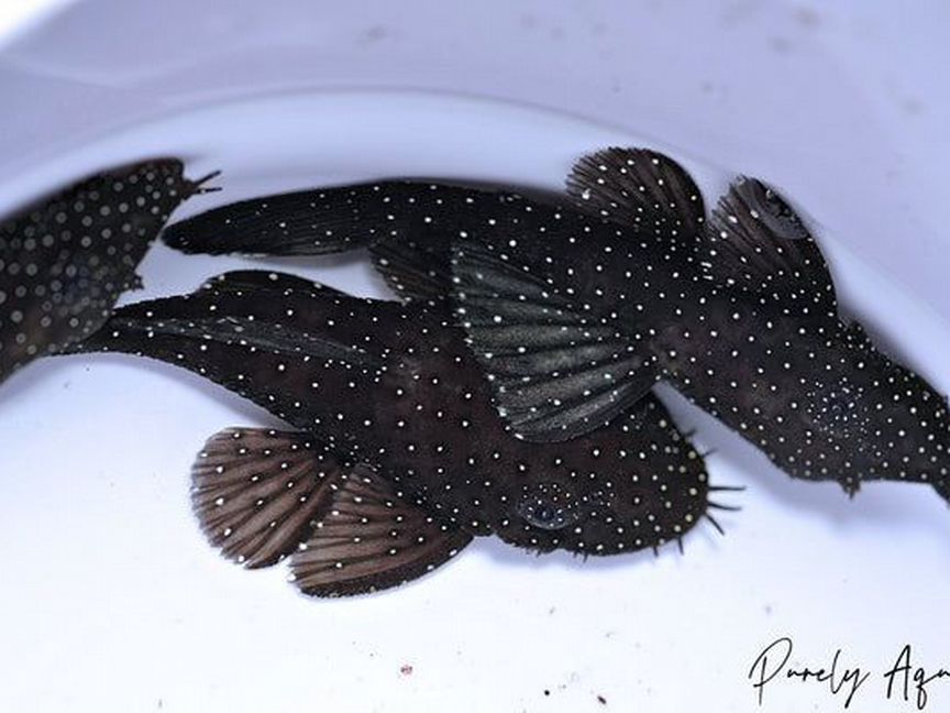 Анциструс звездчатый L181