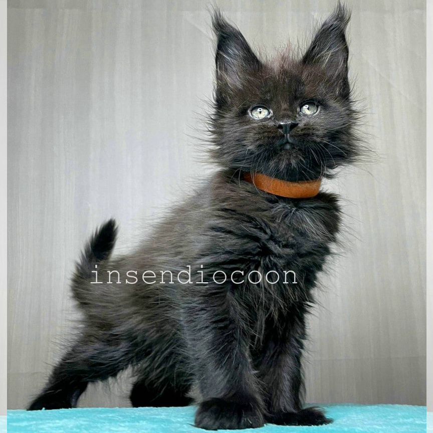 Мейн-кун котёнок