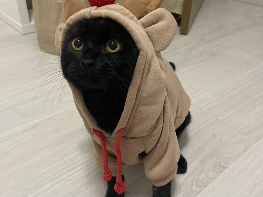 Кофта для кота