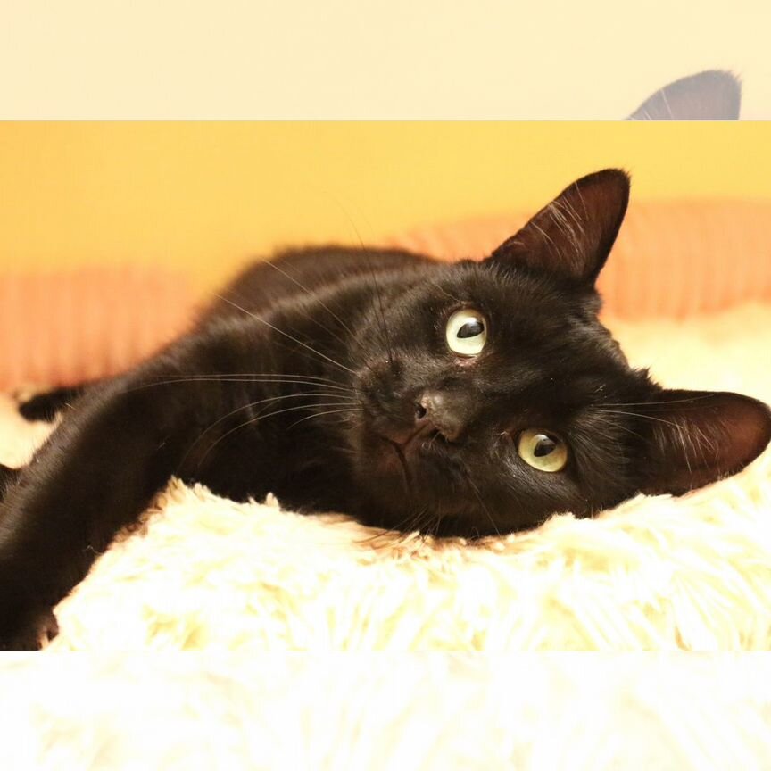 Бывшедомашний котик ищет дом