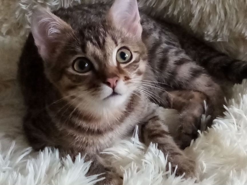 Строптивый полосатик