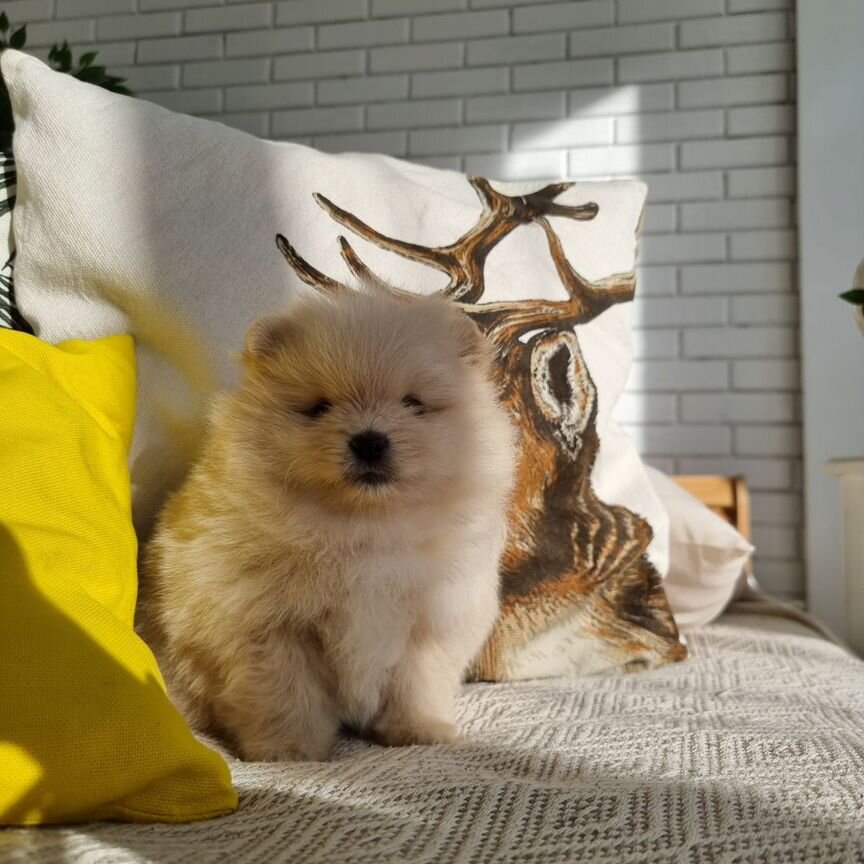 Померанский шпиц девочка супер медведь