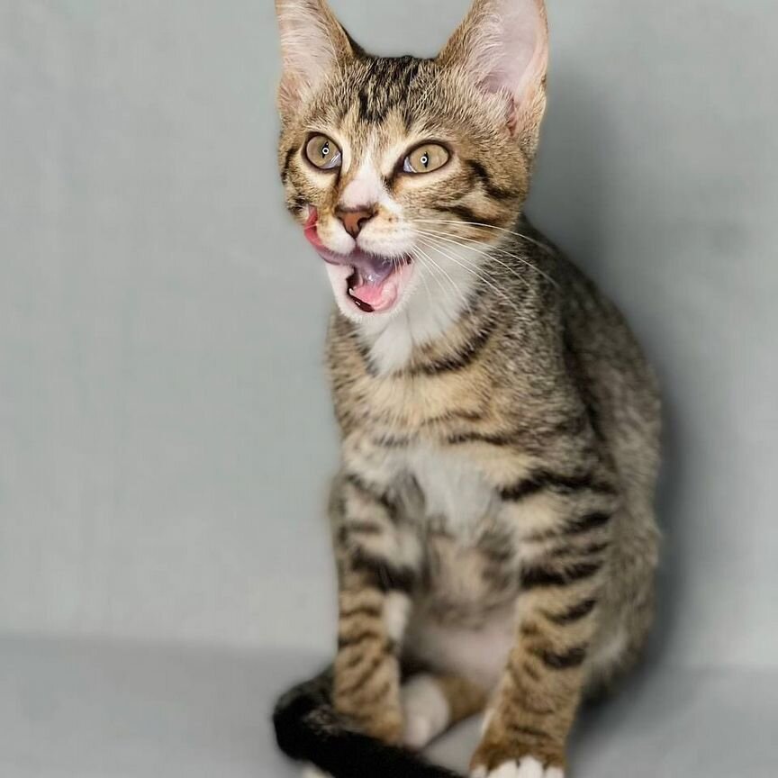 Красивый котенок