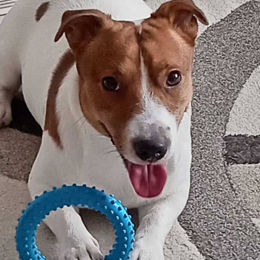 Продаётся кобель Джек Рассел 3 года