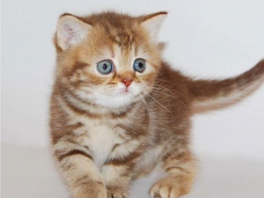 Шотландские котята) В Редком Окрасе