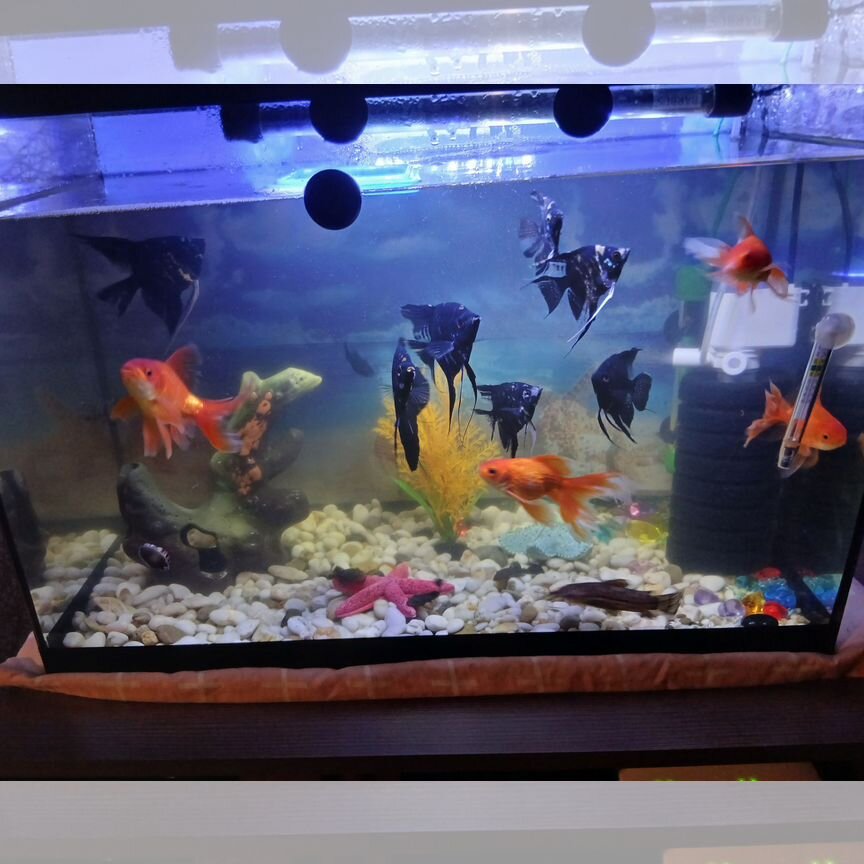 Аквариум с рыбками
