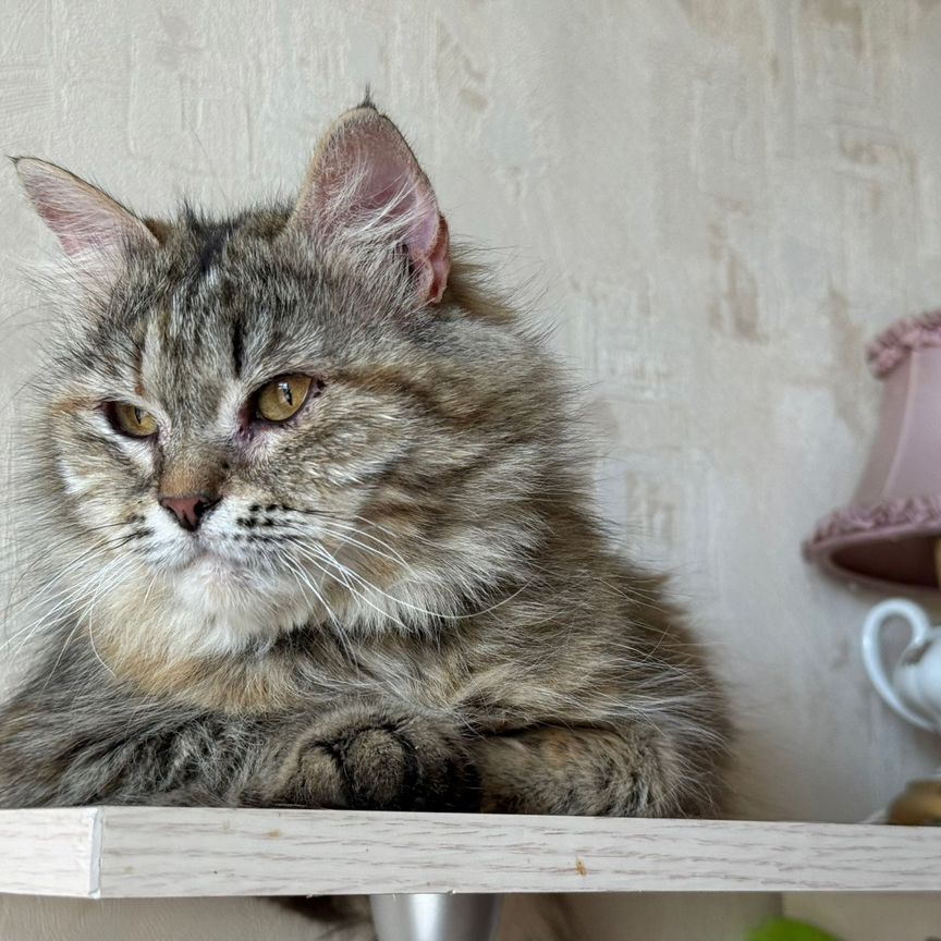 Кошка в добрые руки