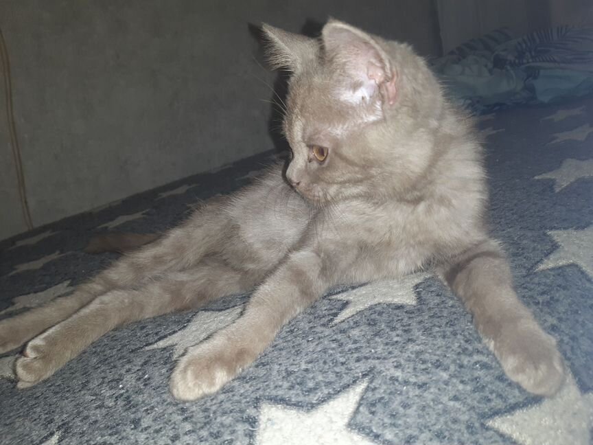 Шотландский котёнок