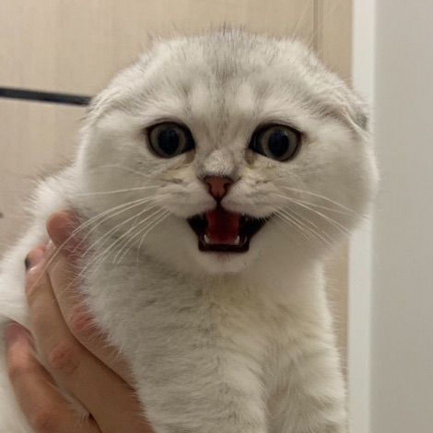 Шотланский котенок
