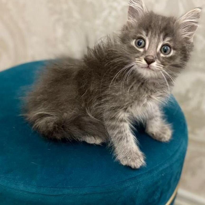 Котёнок от частного владельца
