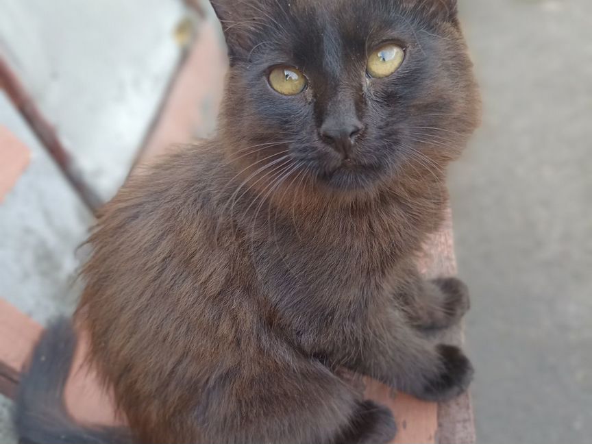 Котёнок
