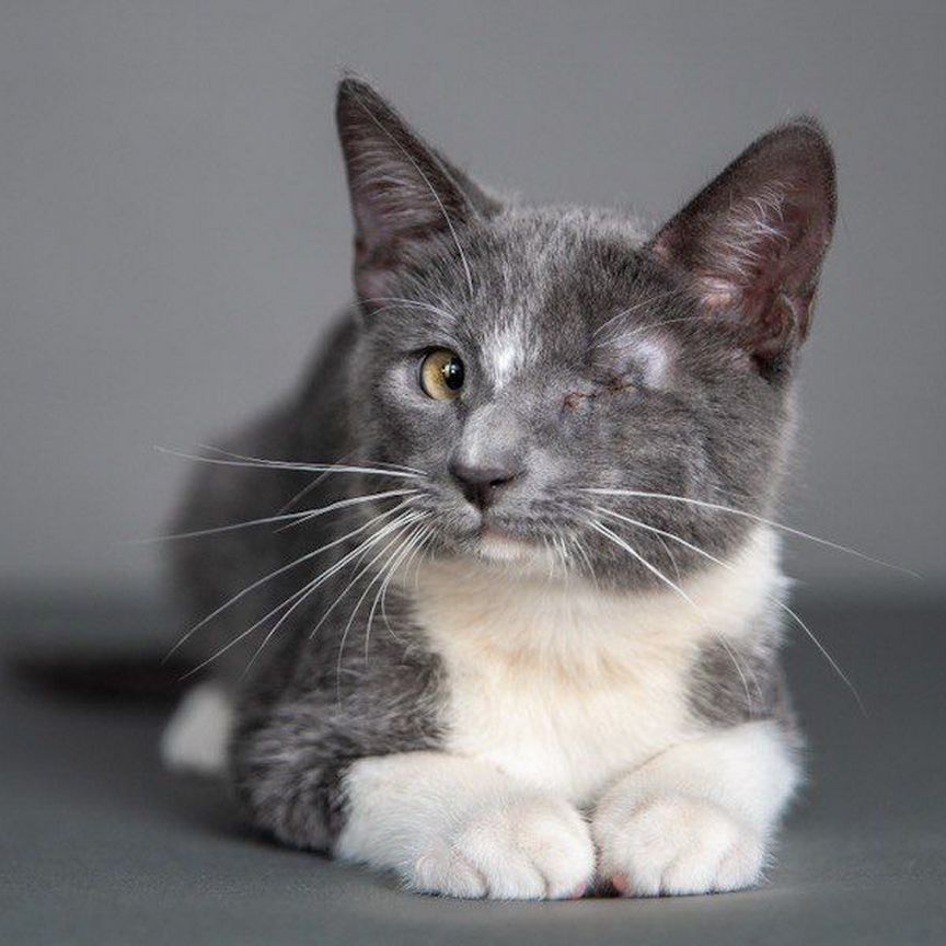 Котята в добрые руки бесплатно мальчик