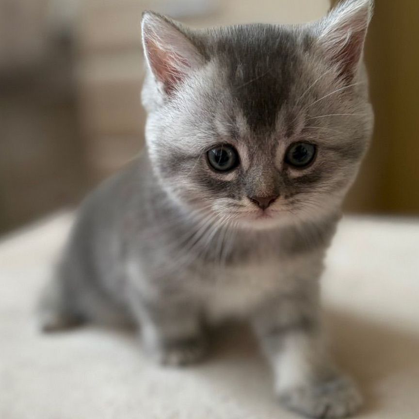 Британский короткошёрстный котёнок