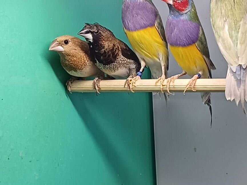 Амадины гульда