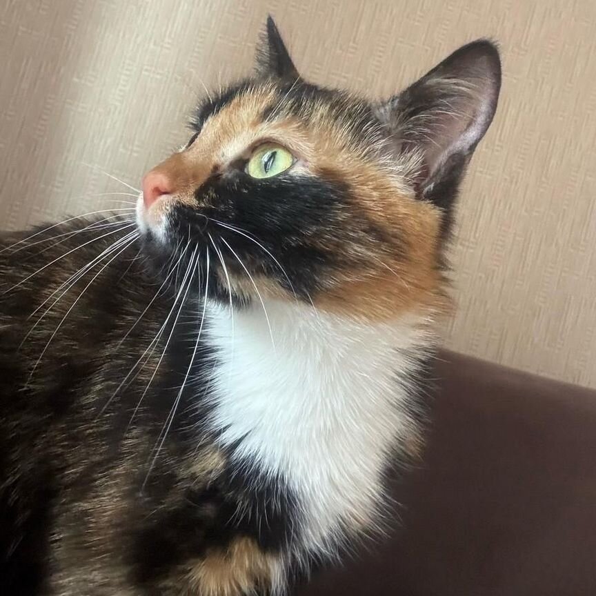 Яркая, ласковая, игривая кошка Мия, 6 мес