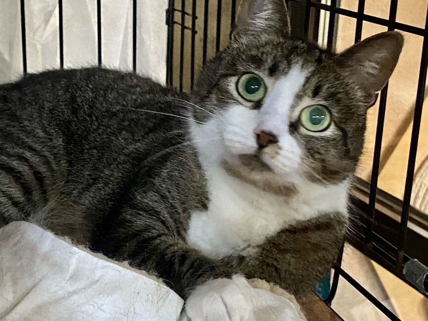 Кошка Флоки с космическими глазами