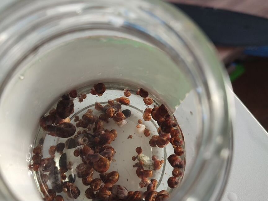 Улитки катушки